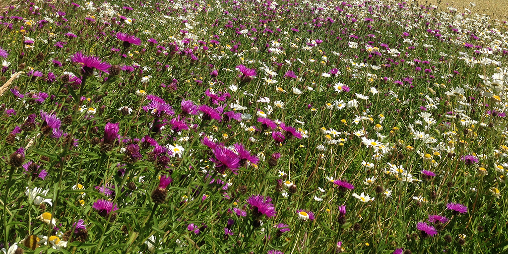 In-field wild flower strips | UK Centre for Ecology & Hydrology