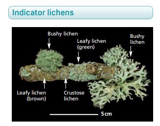 Apping and assessing air pollution using lichens | Centre for Ecology ...
