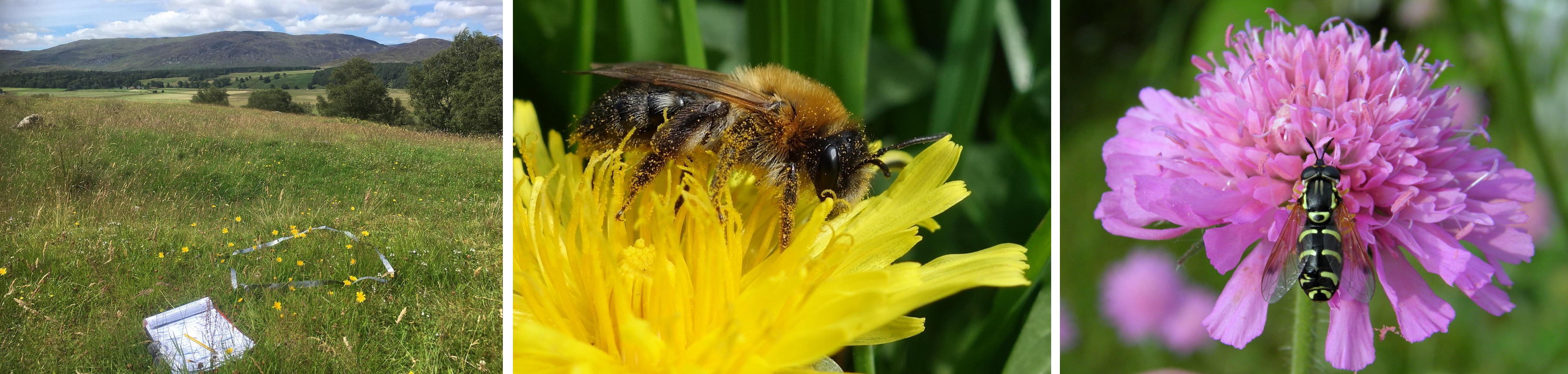 Pollinator monitoring more than pays for itself | UK Centre for Ecology ...