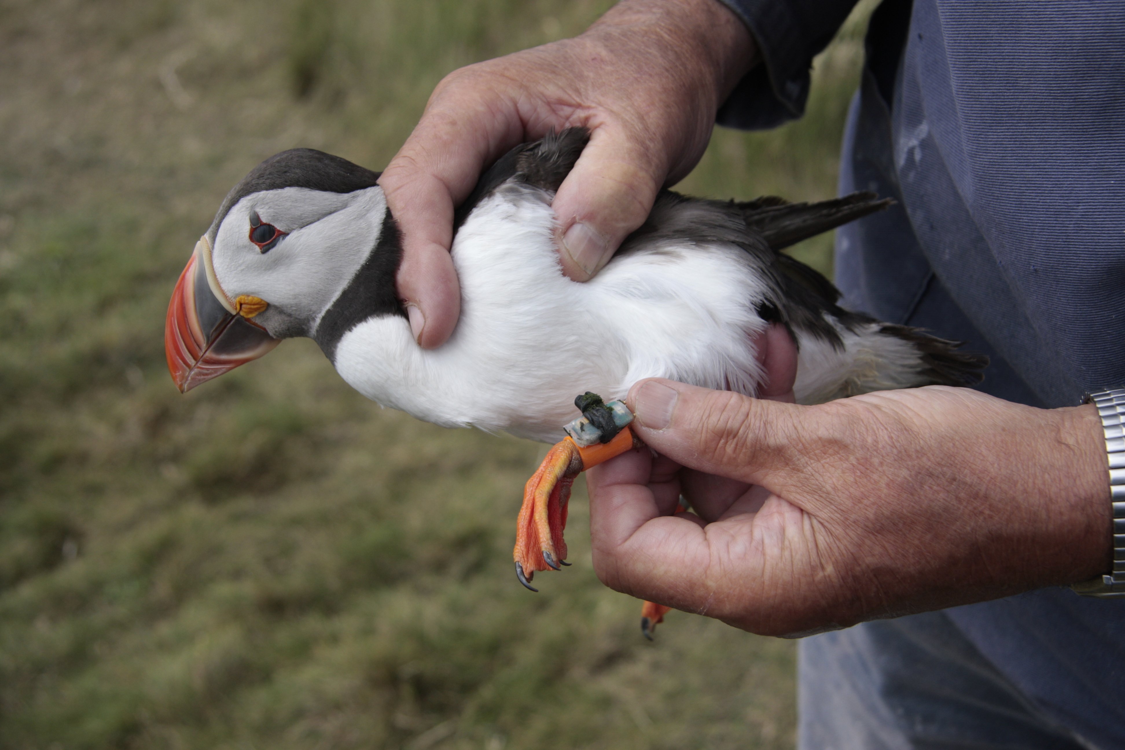 Worsening North Sea conditions could be increasing Atlantic puffins ...
