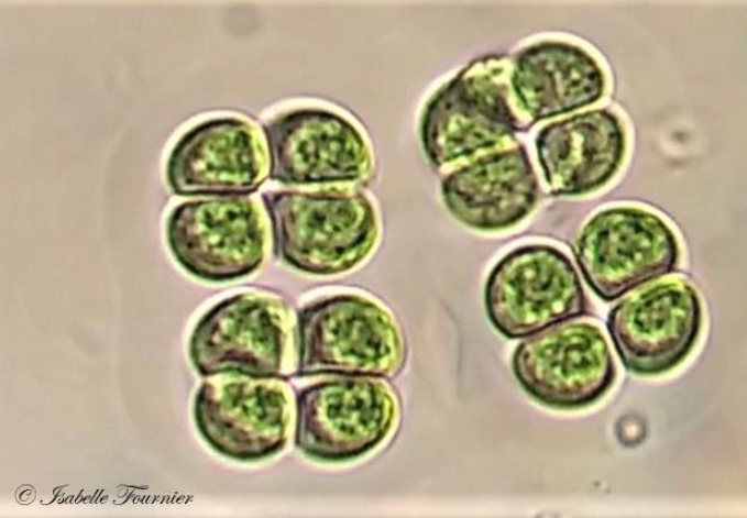 Freshwater phytoplankton identification | UK Centre for Ecology & Hydrology
