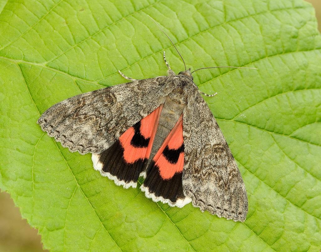 Citizen science event monitors impact of climate change on moths | UK ...