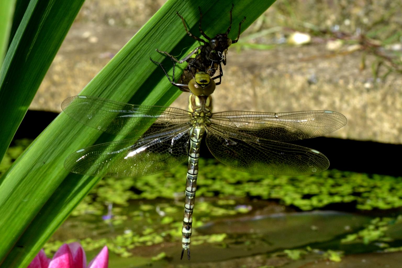 UK freshwater insects are recovering while spiders are declining | UK ...