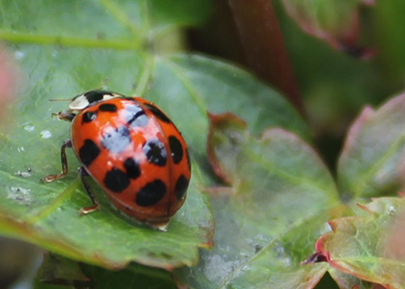 Why are ladybirds entering homes in large numbers? | UK Centre for ...