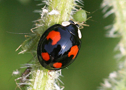 Why are ladybirds entering homes in large numbers? | UK Centre for ...
