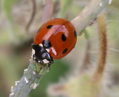 New report highlights opportunities for conservation of ladybirds ...